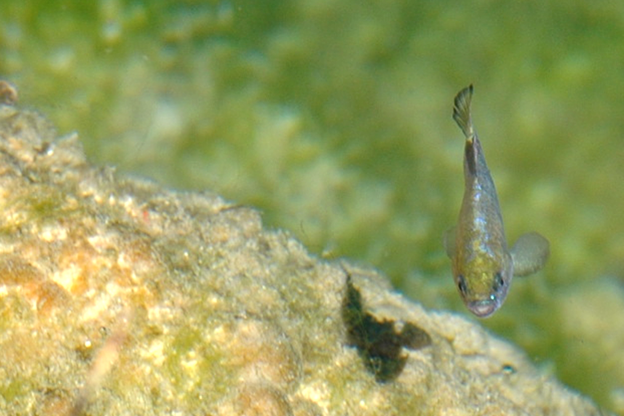 The Pupfish Paradox | News Center | University of Nevada, Las Vegas