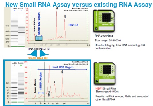 RNA Applications | Genomics | University of Nevada, Las Vegas