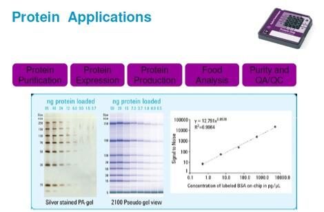 Protein Applications | Genomics | University of Nevada, Las Vegas