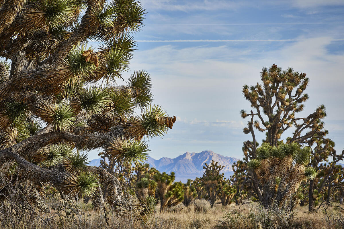 Perspective on Native American Heritage Month | UNLV