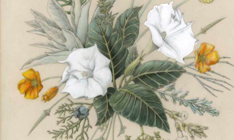 By-Hand How-To Workshop: Meditative Plant Drawing with Kim Garrison ...